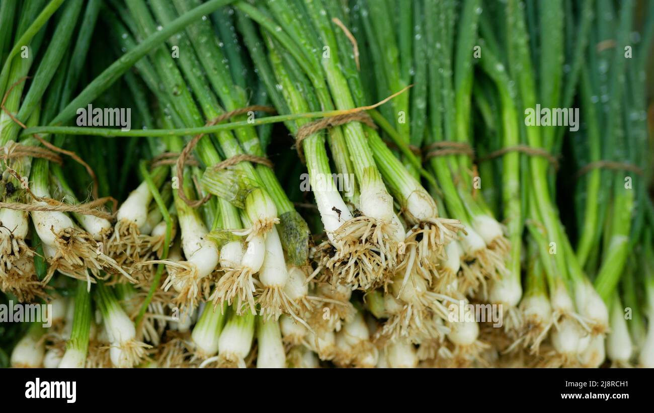 Onion harvest fresh market shop spring sibies scallion stem stalk ...