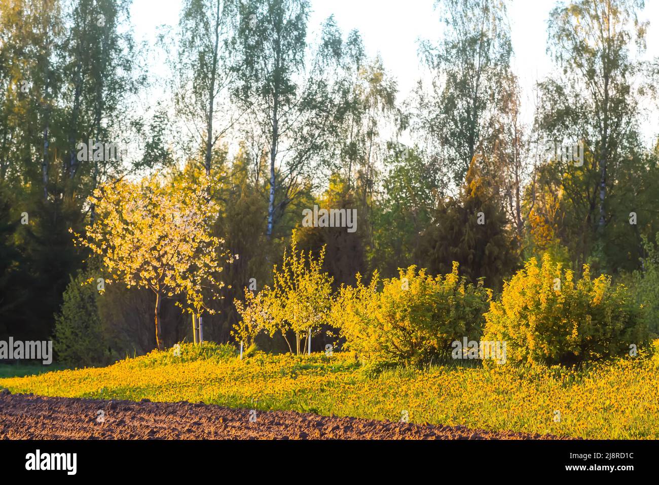 Spring flowering season in urban public park Stock Photo - Alamy