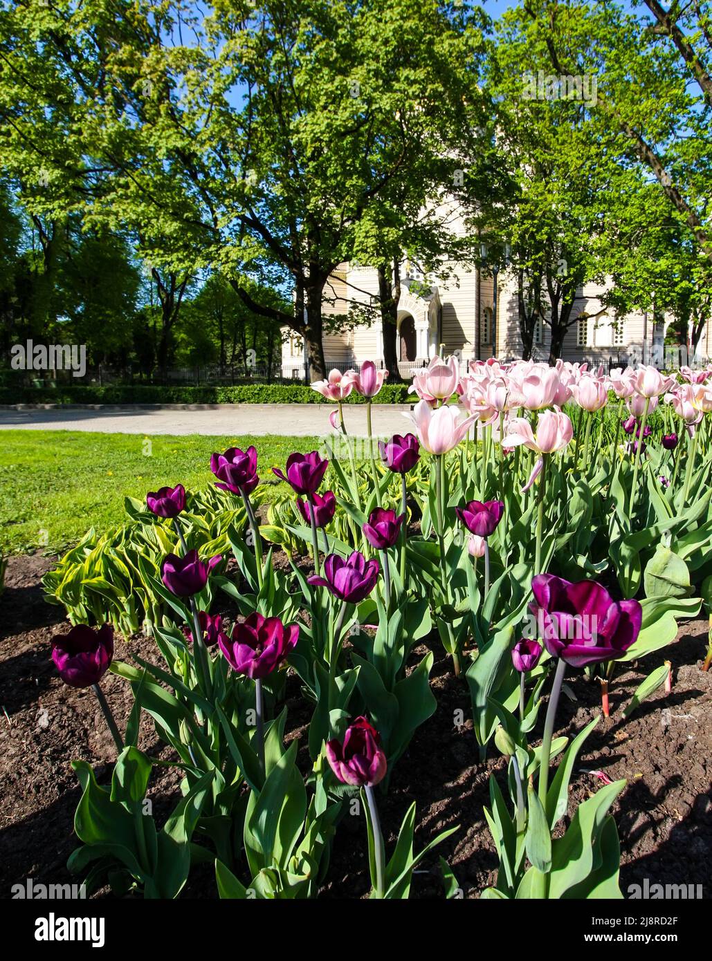 Spring flowering season in urban public park Stock Photo - Alamy