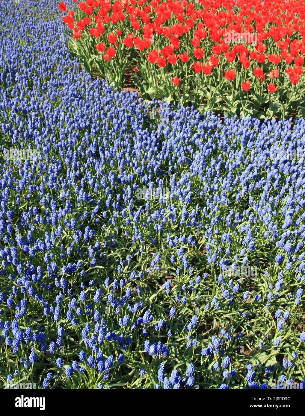 Spring flowering season in urban public park Stock Photo - Alamy