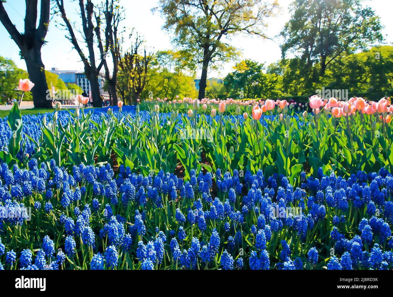 Spring flowering season in urban public park Stock Photo - Alamy