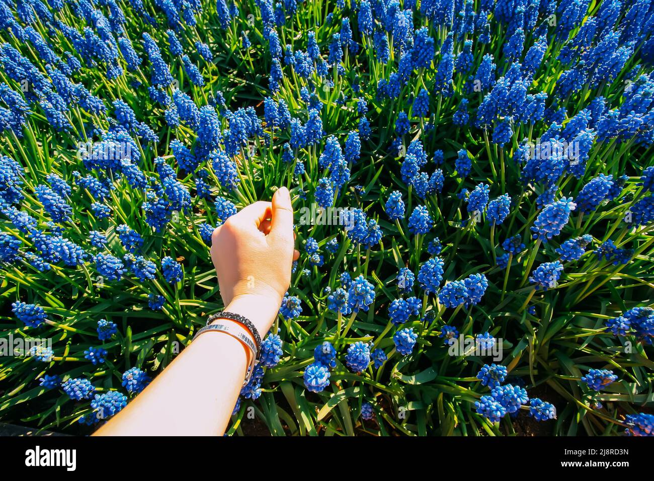 Spring flowering season in urban public park Stock Photo - Alamy