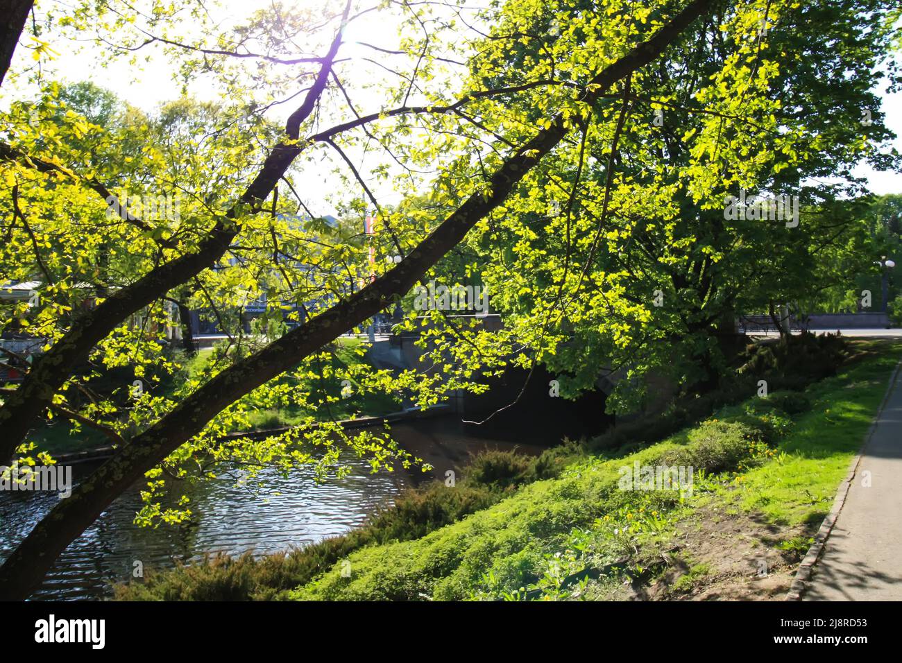 Spring flowering season in urban public park Stock Photo - Alamy