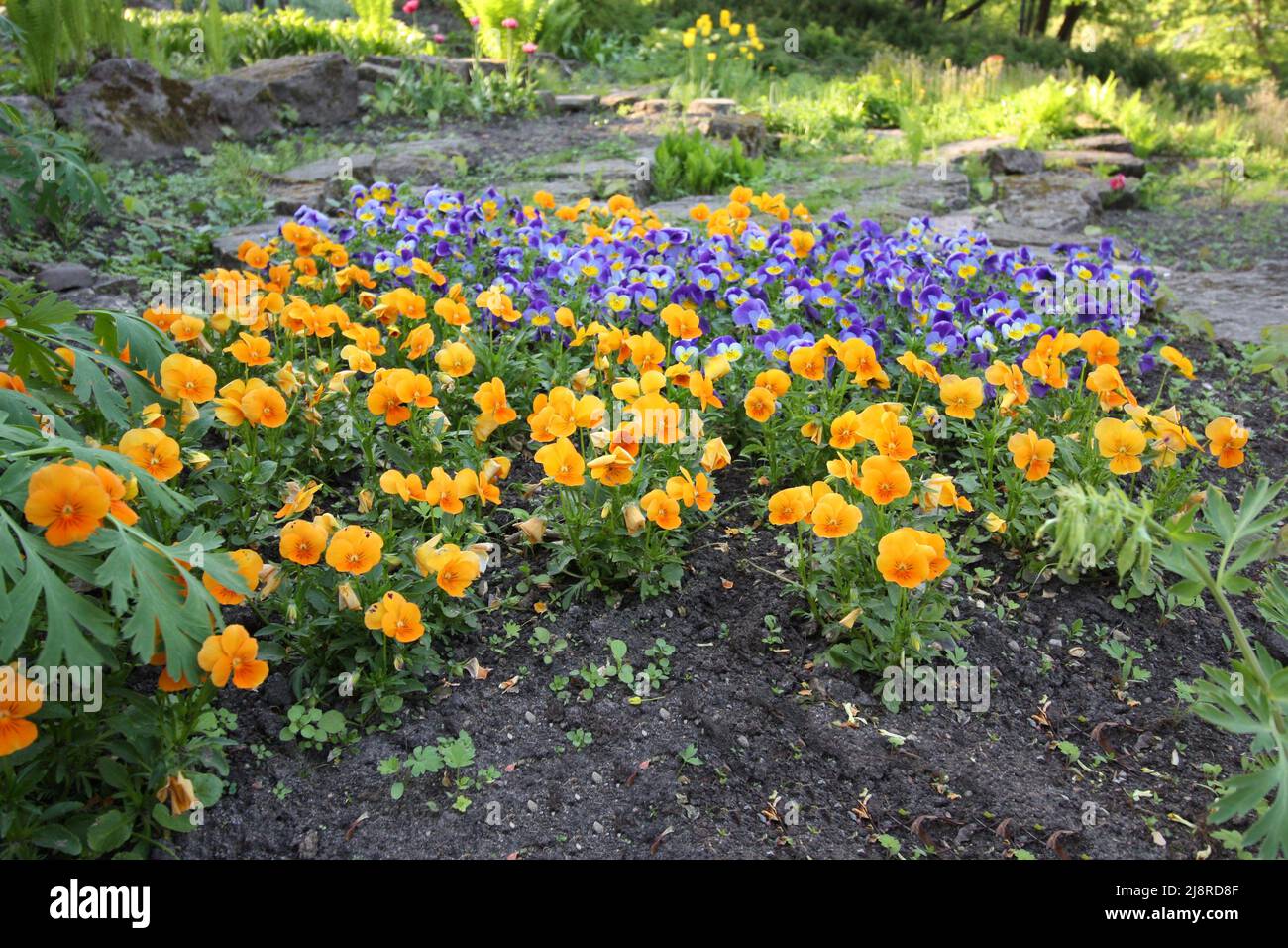Spring flowering season in urban public park Stock Photo - Alamy