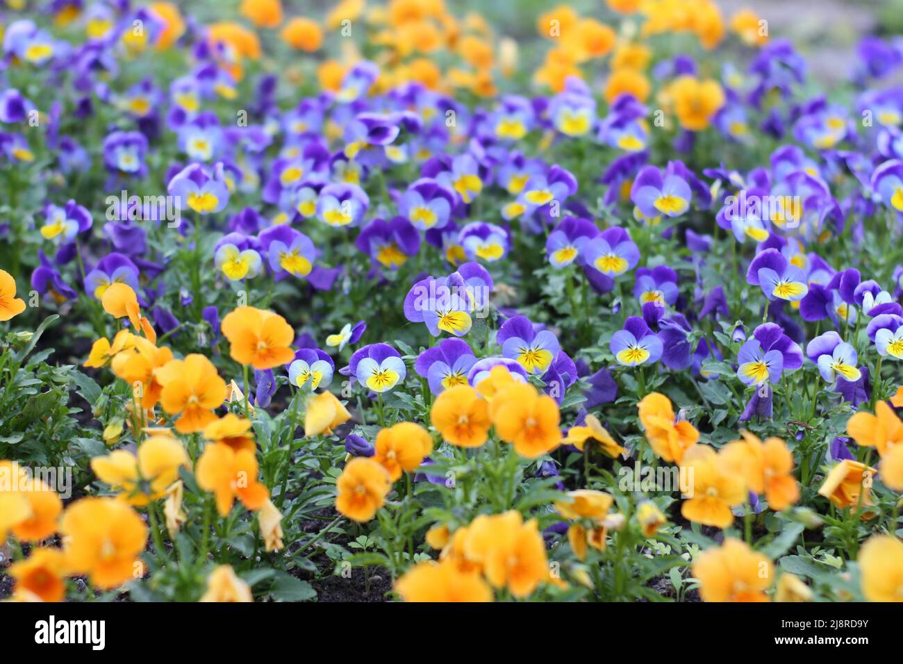 Spring flowering season in urban public park Stock Photo - Alamy