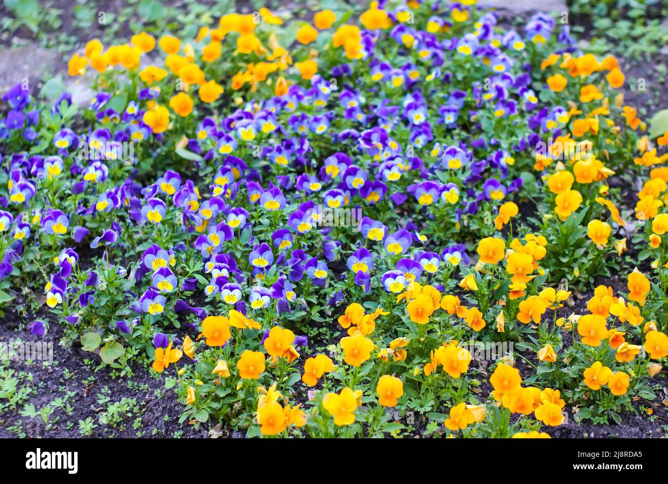 Spring flowering season in urban public park Stock Photo - Alamy