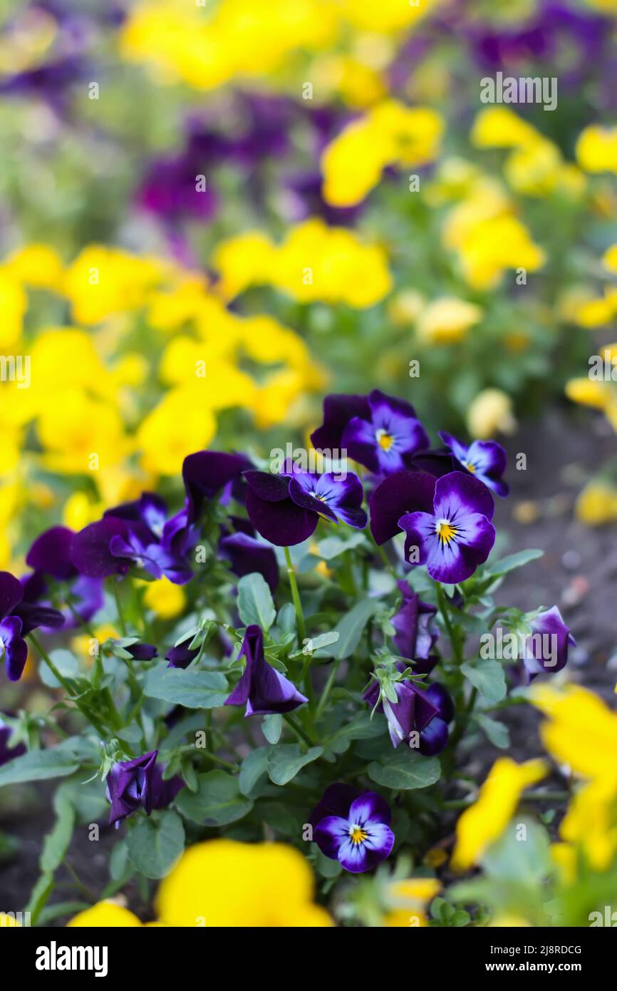 Spring flowering season in urban public park Stock Photo - Alamy