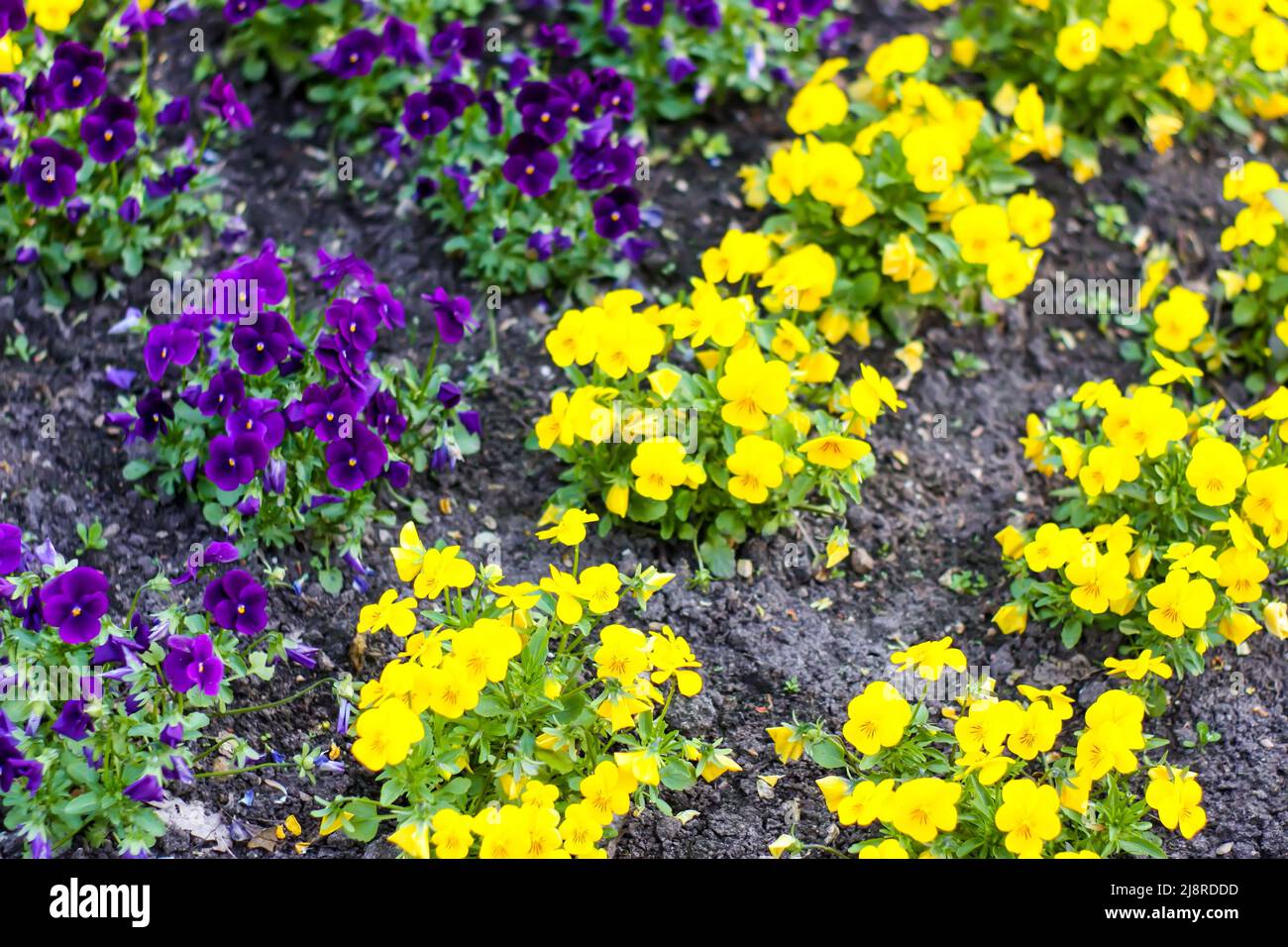 Spring flowering season in urban public park Stock Photo - Alamy