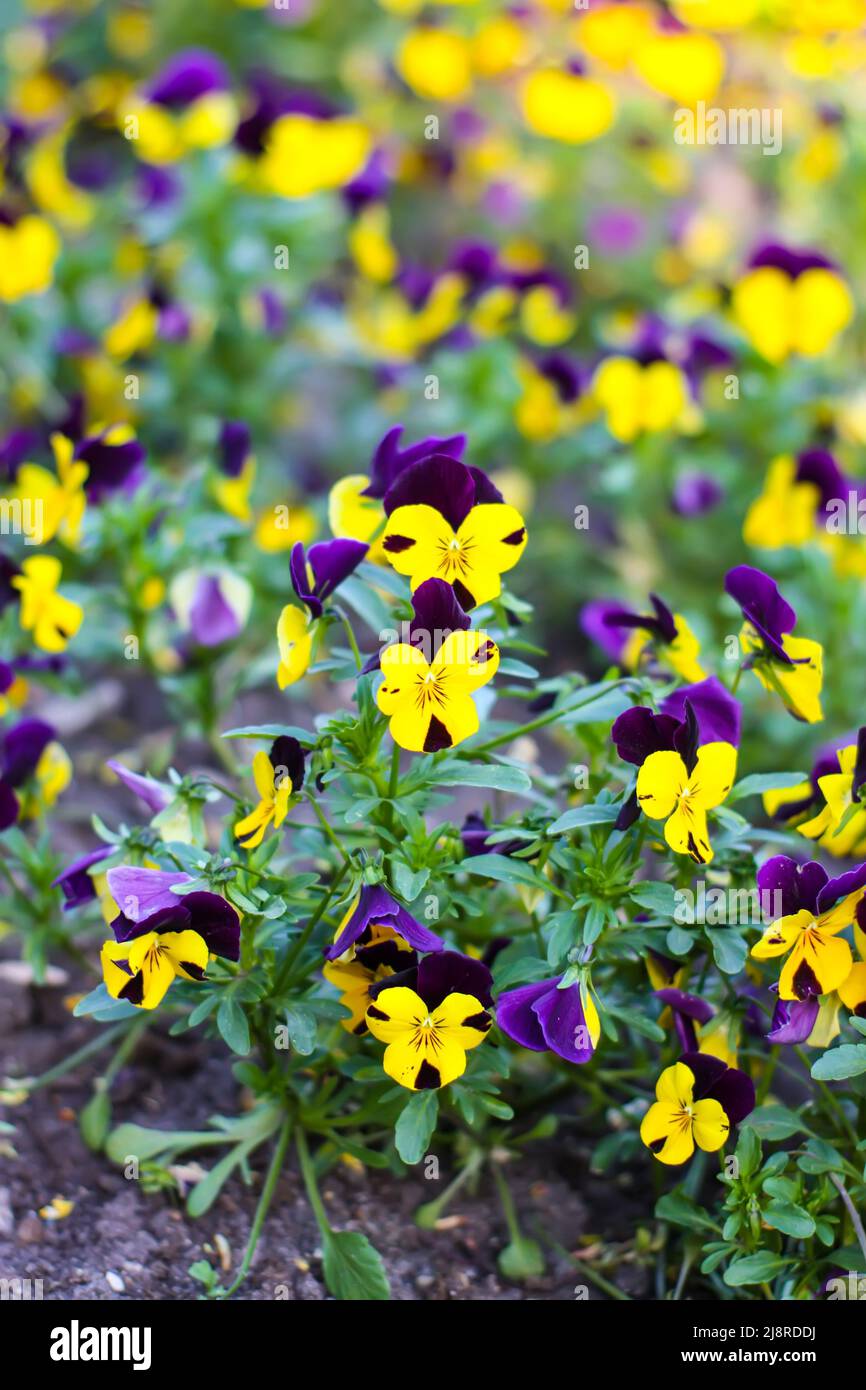 Spring flowering season in urban public park Stock Photo - Alamy