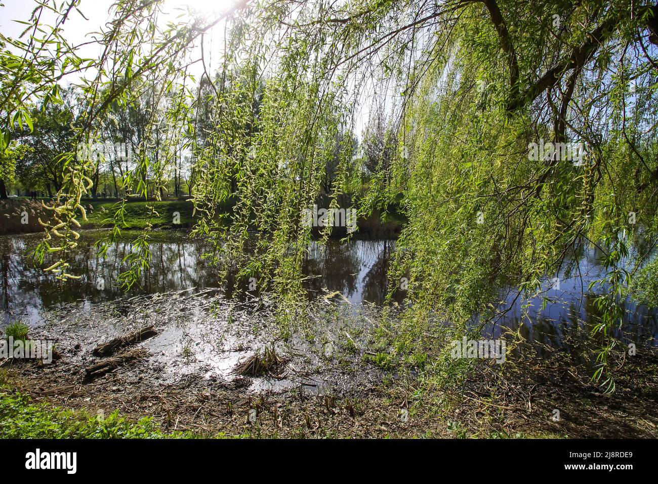 Spring flowering season in urban public park Stock Photo - Alamy