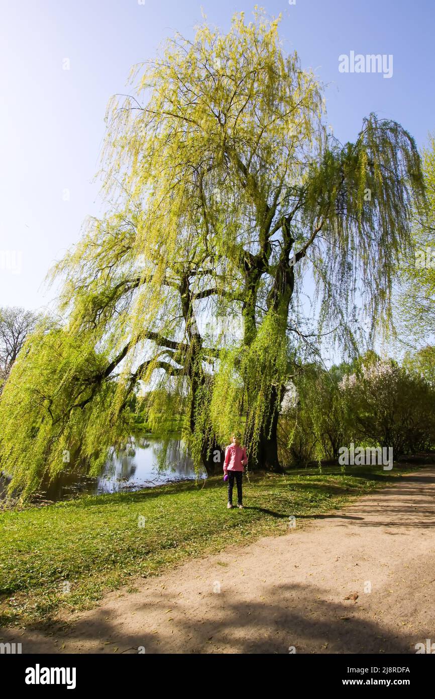 Spring flowering season in urban public park Stock Photo - Alamy