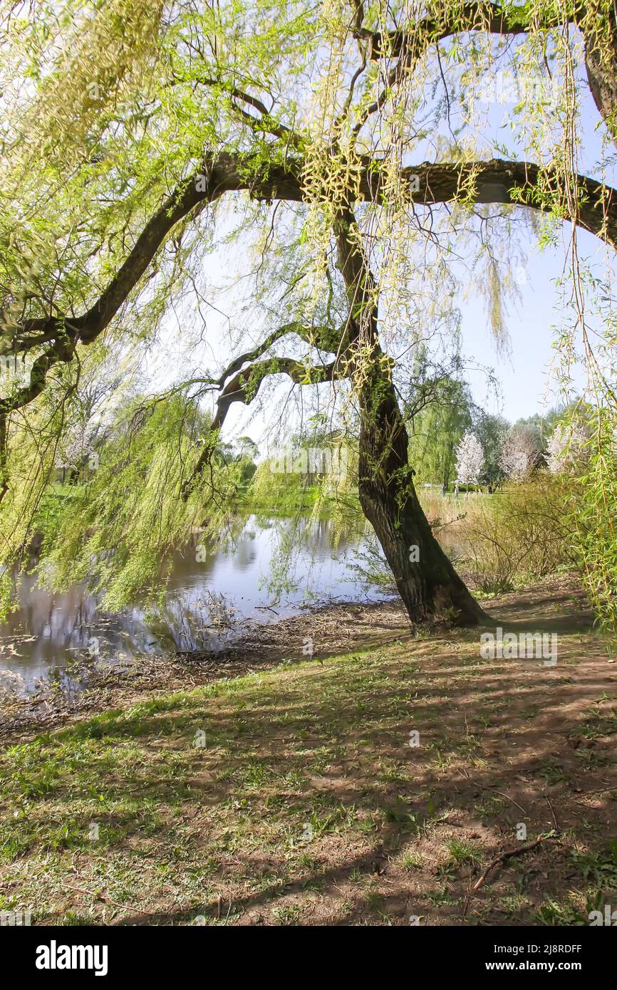 Spring flowering season in urban public park Stock Photo - Alamy