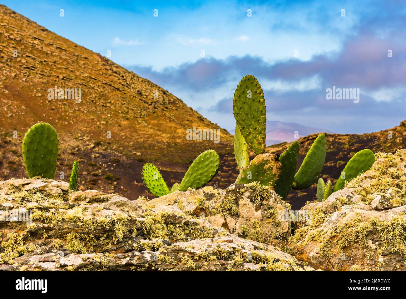 Prickly Pear Cacti (Opuntia) in La Geria Caldereta, Los Volcanes ...