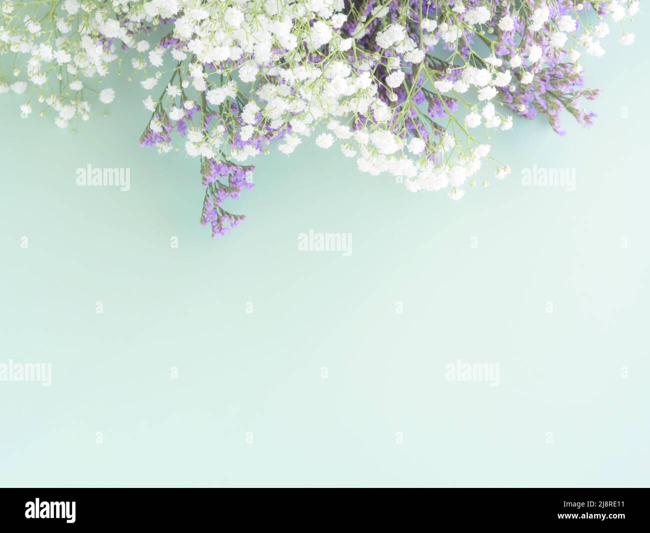 Purple flowers with white gypsophila on turquoise spring background ...