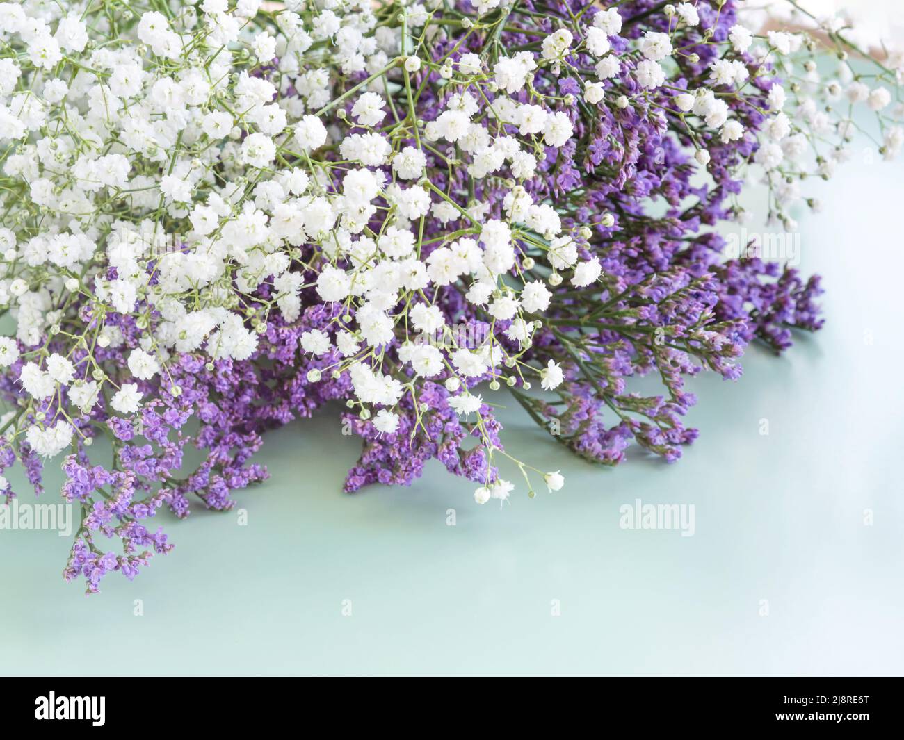 Purple flowers with white gypsophila on turquoise spring background ...
