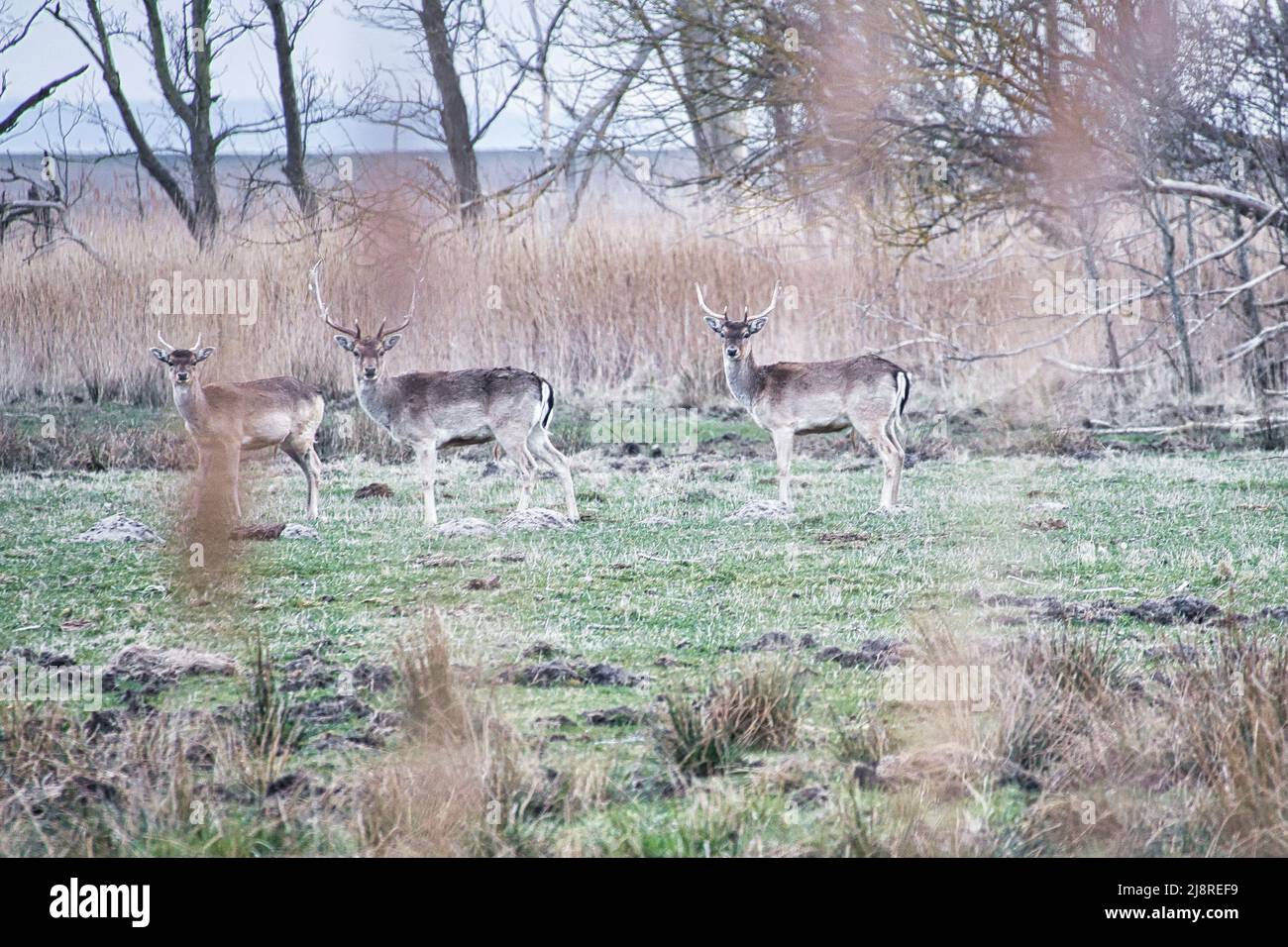 free-ranging deer on the darss. Mammals with antlers in Germany.animal ...