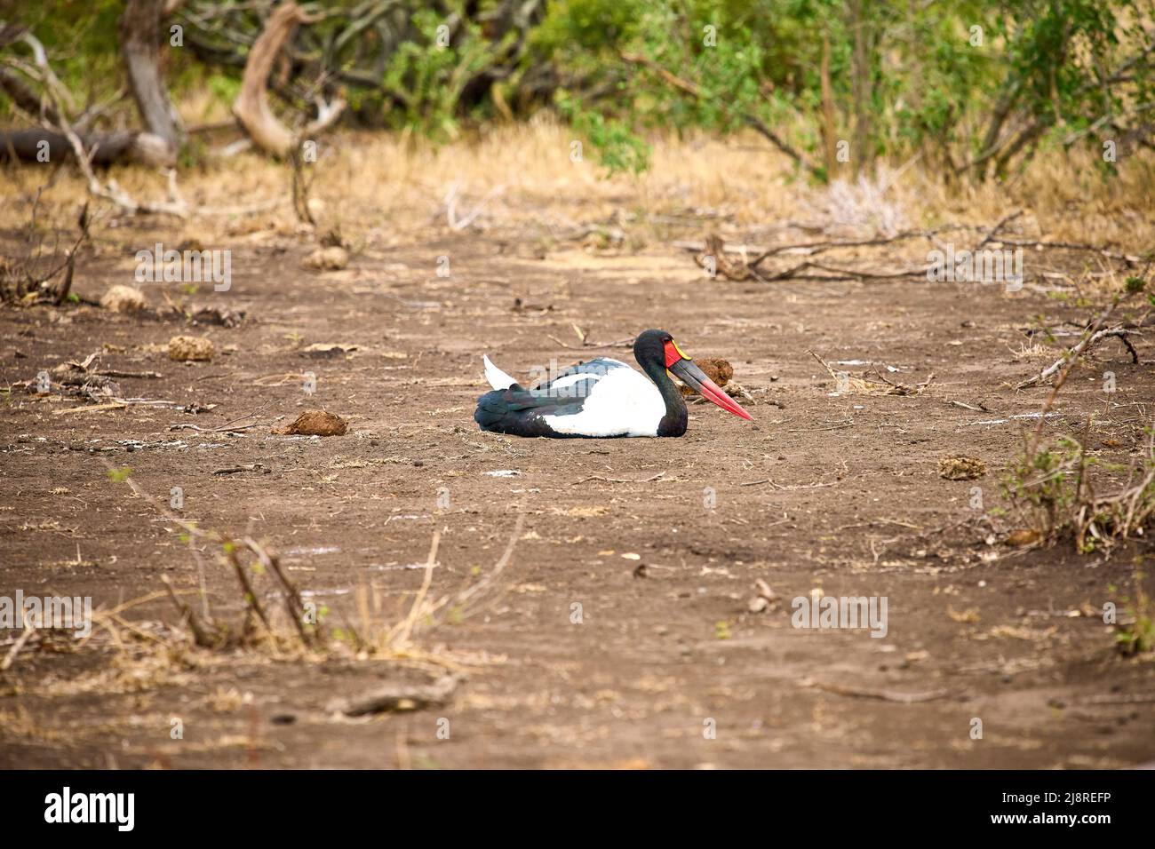 Saddle Billed Stork lying down resting Stock Photo - Alamy
