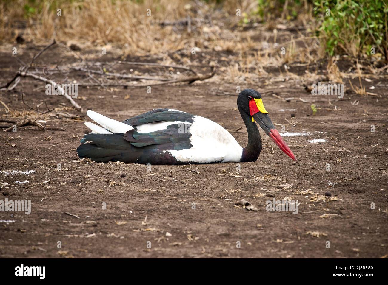 Saddle Billed Stork lying down resting Stock Photo - Alamy
