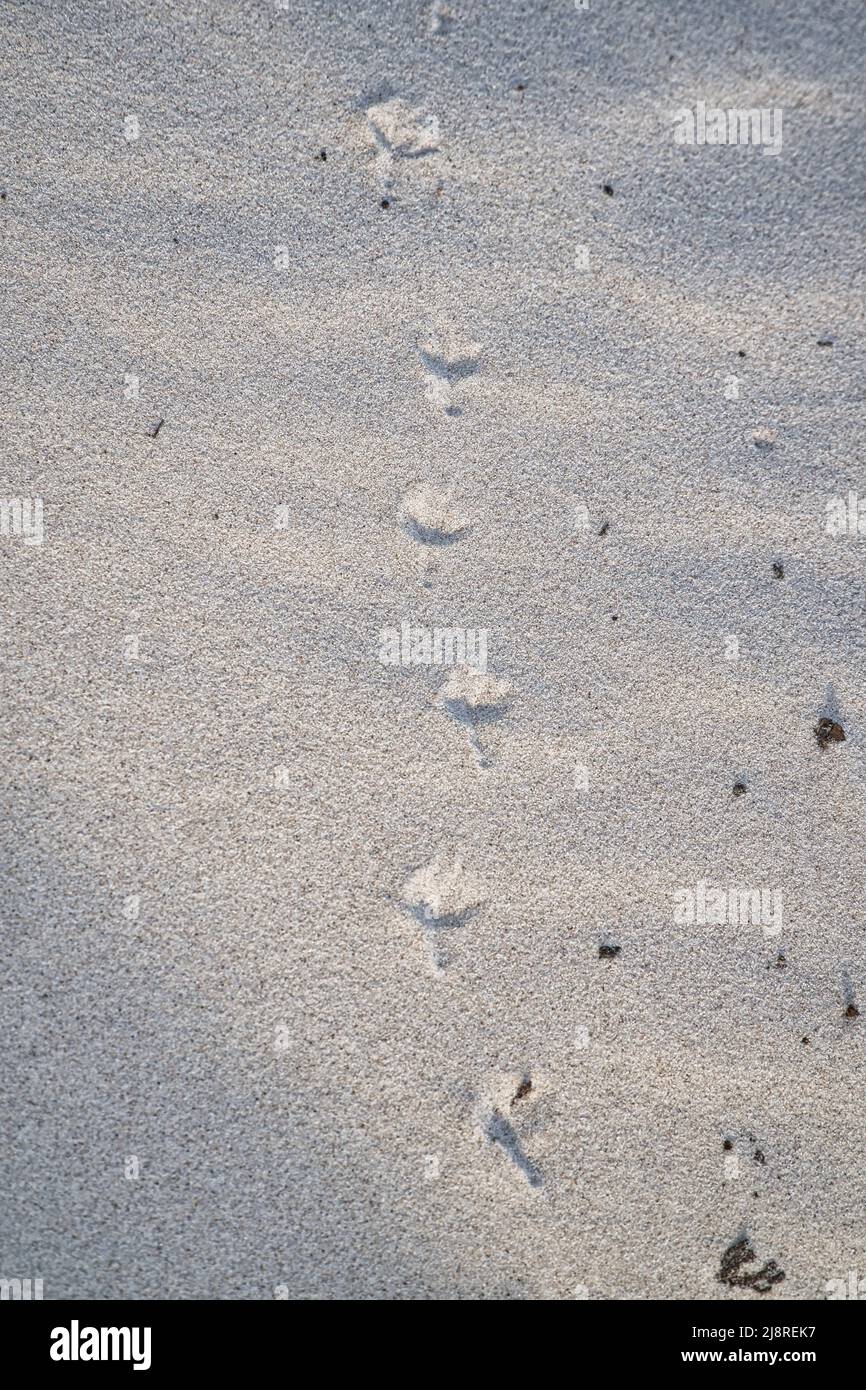 Bird track on the beach of the Baltic Sea. Footprint of birds. Animal ...