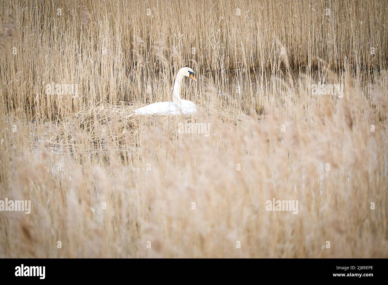 Mute swan breeding on a nest in the reeds on the Darrs near Zingst ...