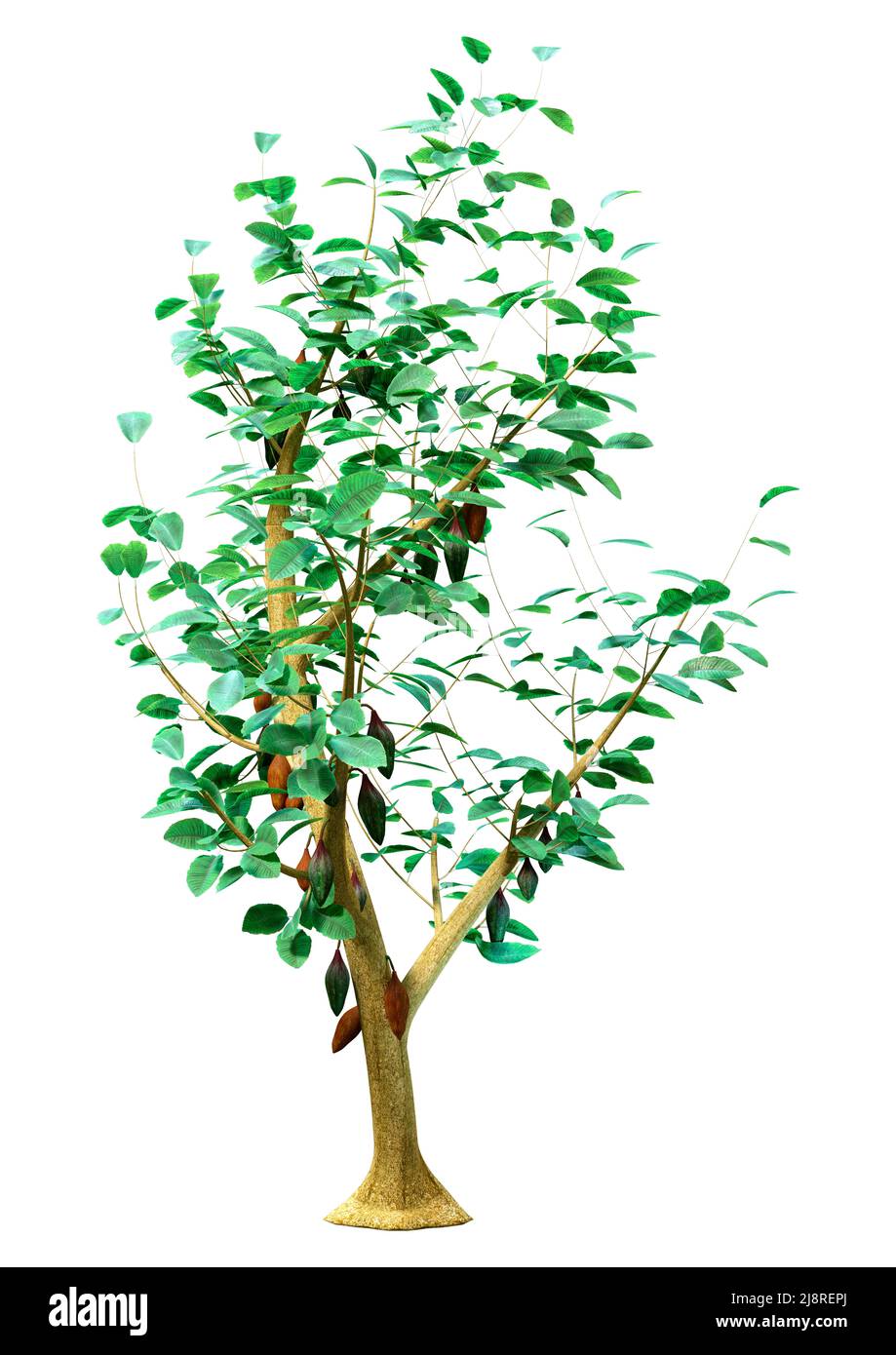 3D rendering of a green cocao tree with fruits or Theobroma cacao ...