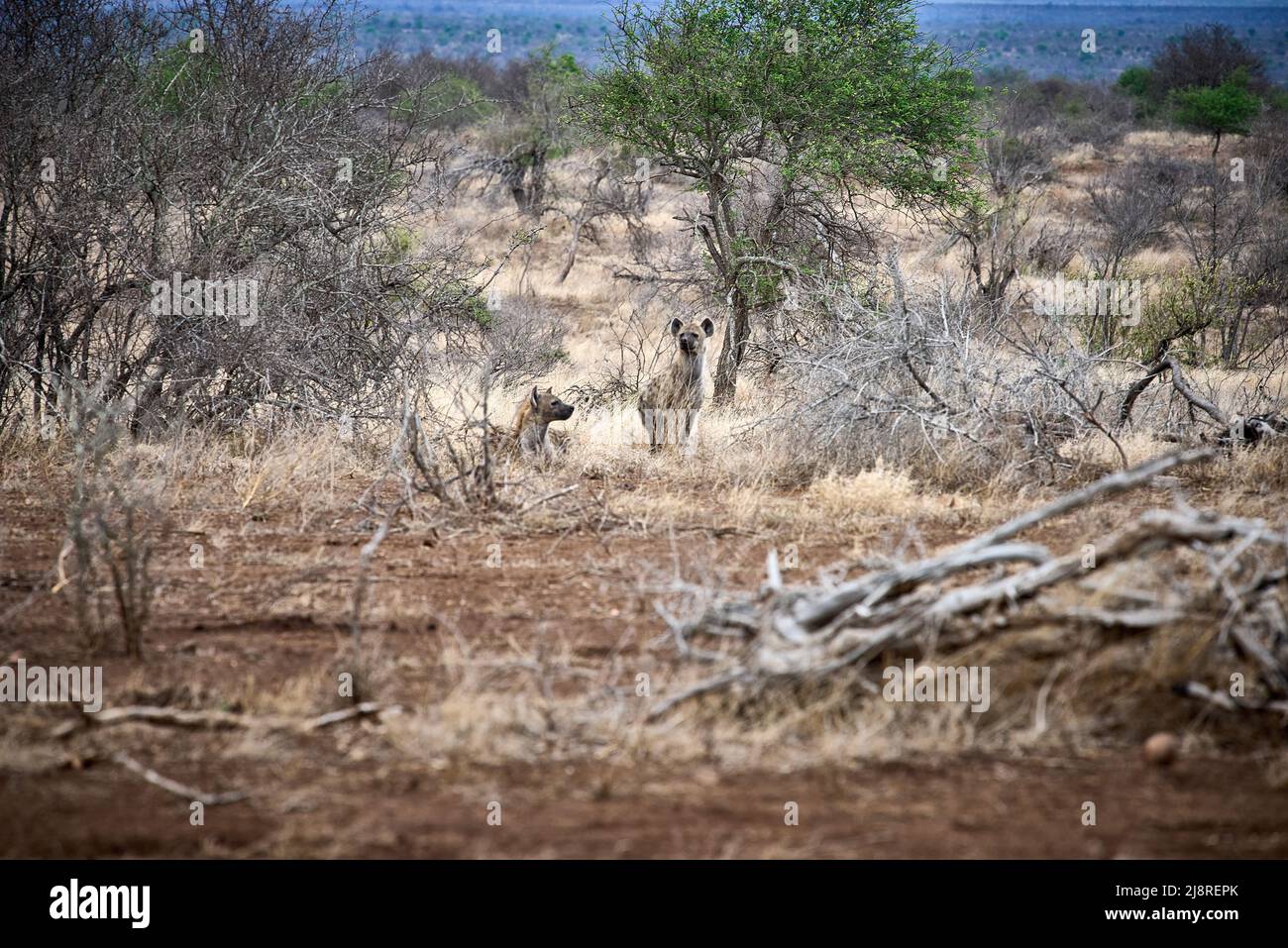Pride of lions with a cub at a lion kill Stock Photo - Alamy