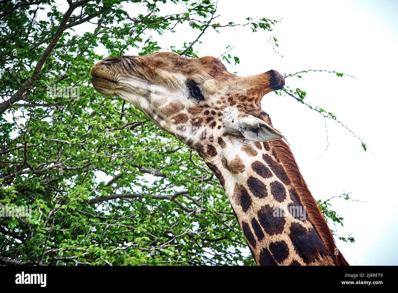 giraffe eating high up from a tree Stock Photo - Alamy