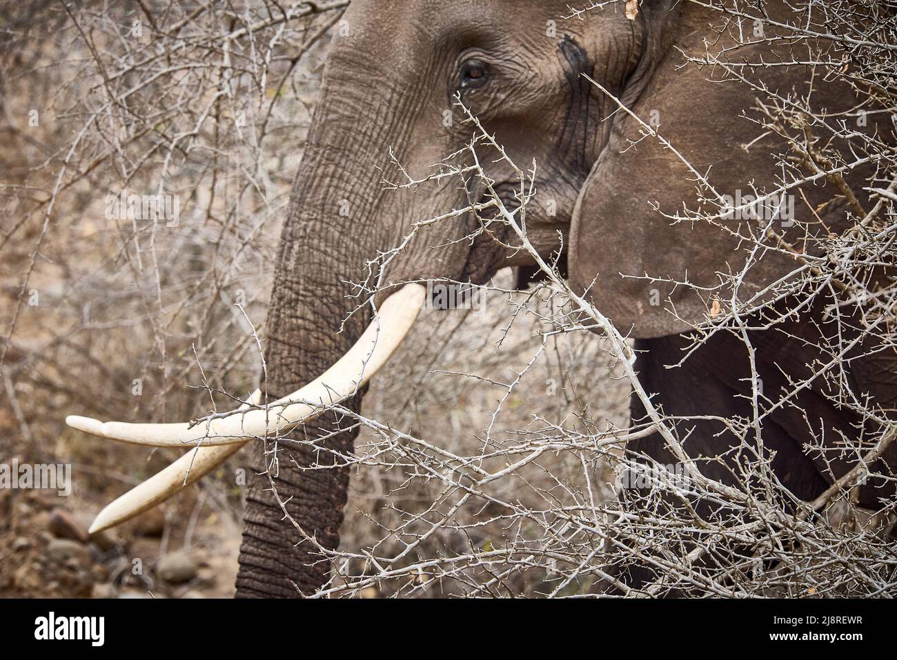 Elephant in Musth. Profile Head Shot Stock Photo - Alamy