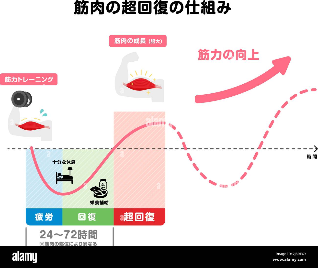 Graph illustration of efficient muscle growth (supercompensation ...