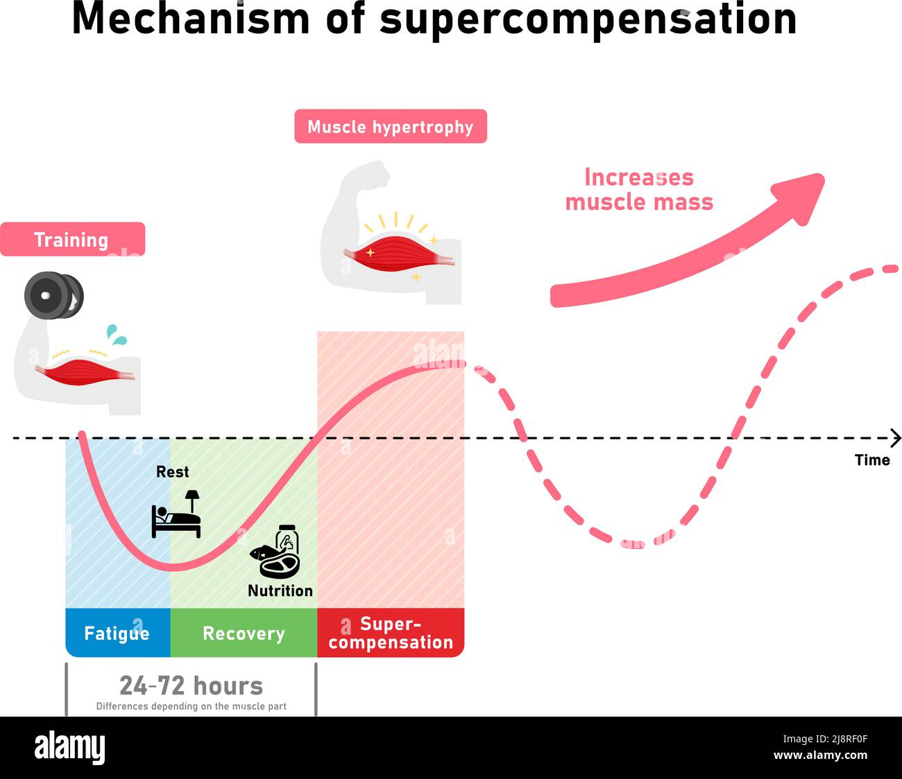 Graph illustration of efficient muscle growth (supercompensation ...