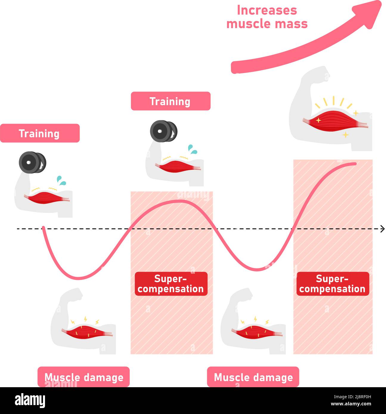 Graph illustration of efficient muscle growth (supercompensation ...