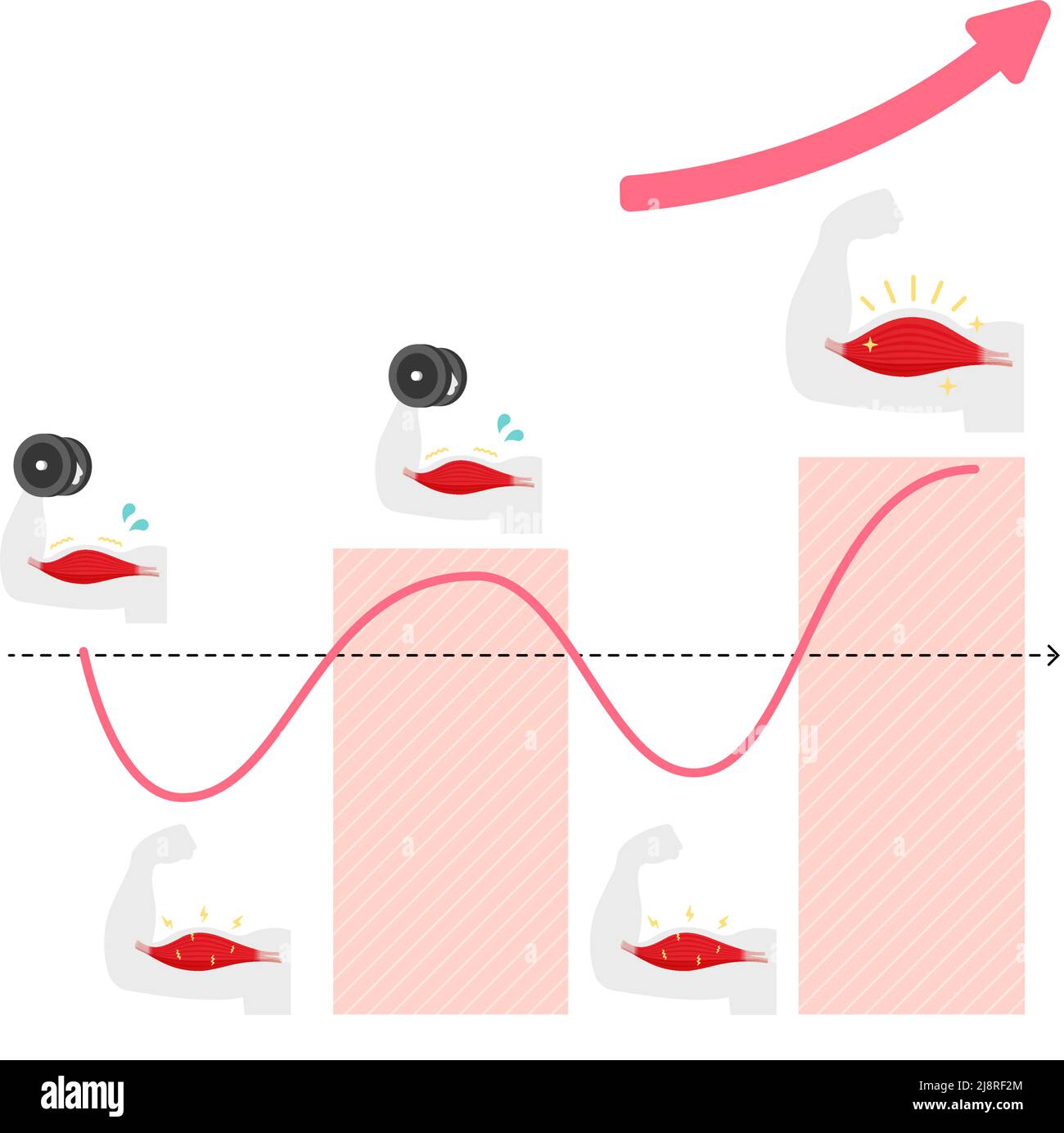 Graph illustration of efficient muscle growth (supercompensation ...