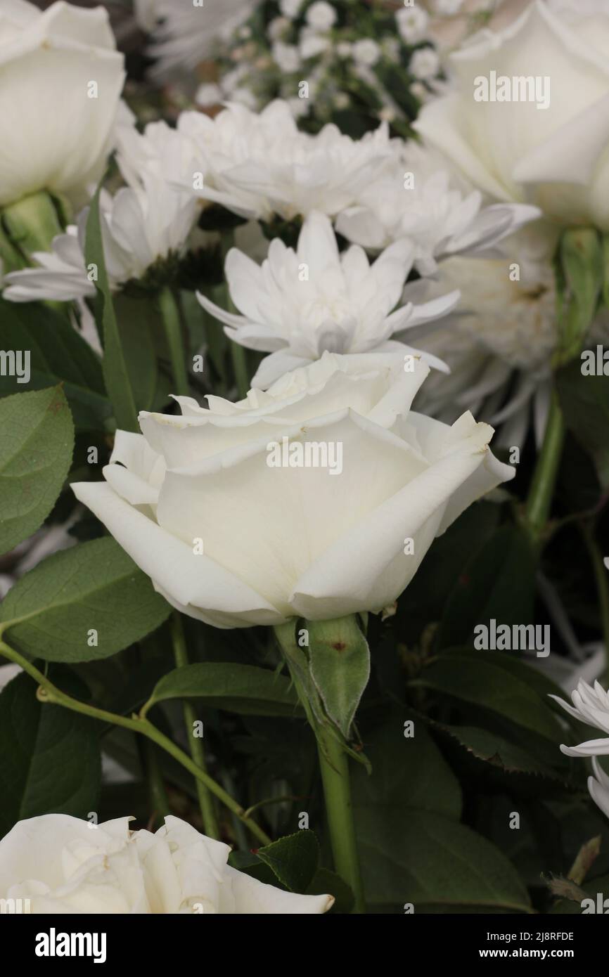 Beautiful gorgeous bouquet of fresh white roses and flowers in full ...
