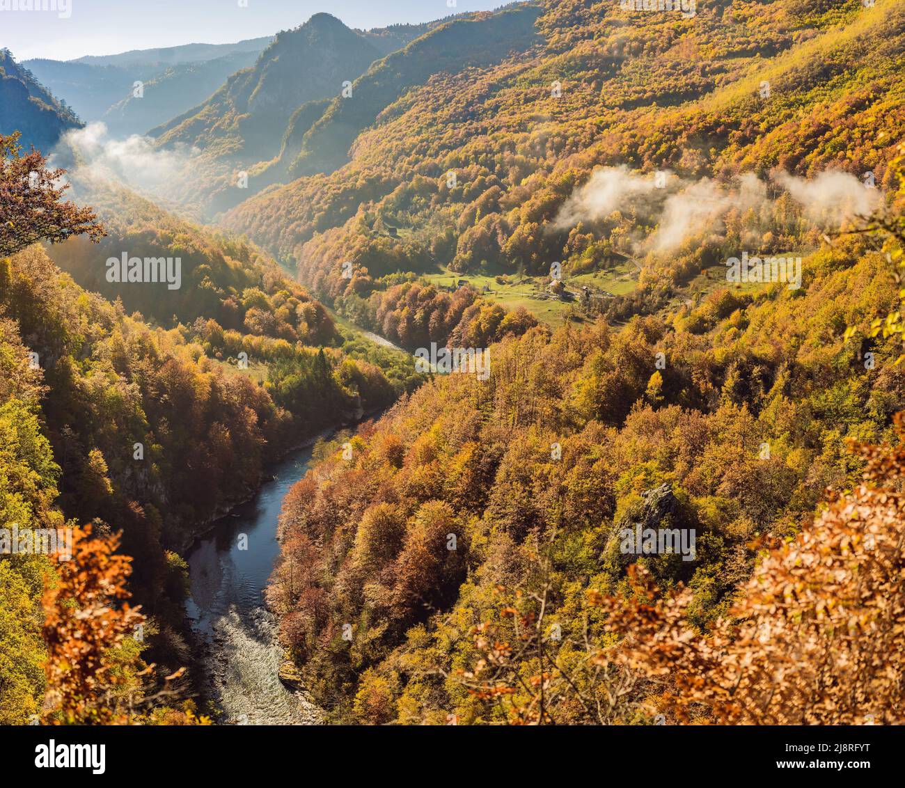 Mountain river Tara and forest in Montenegro. Travel around Montenegro ...