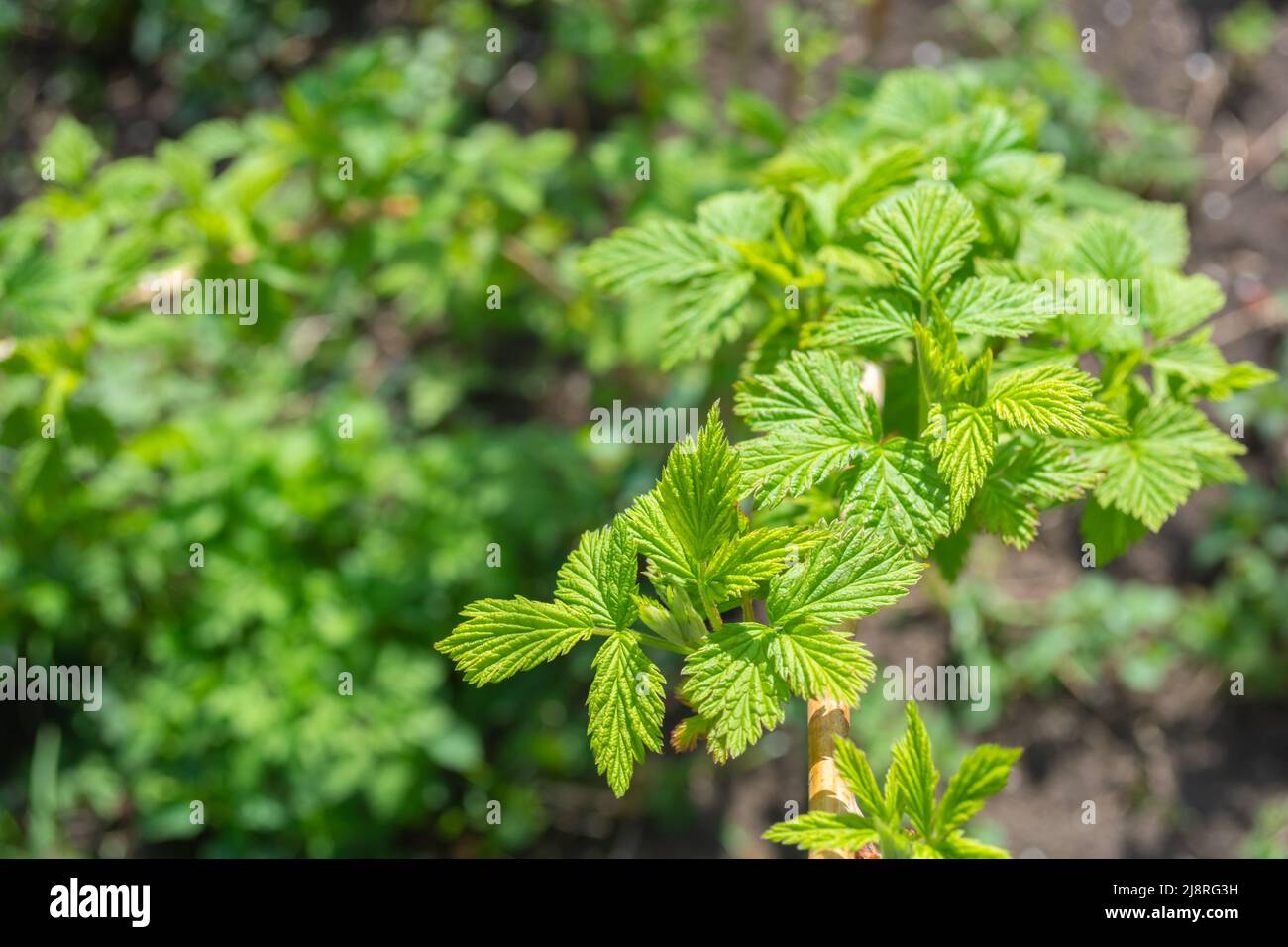 Young leaves of a raspberry branch in the garden. Spring theme Stock ...