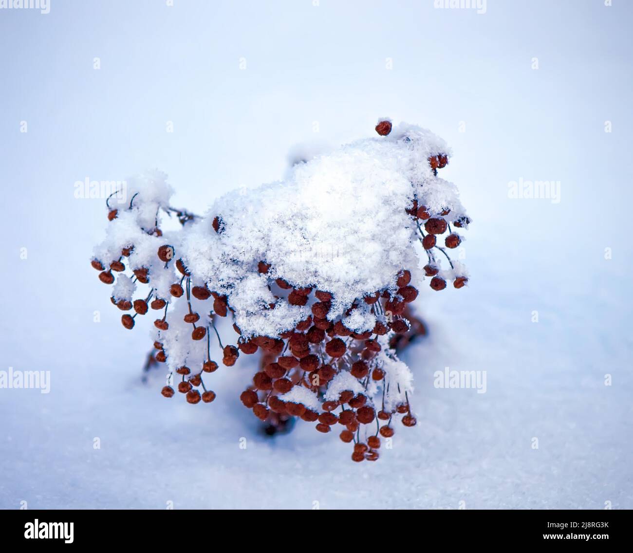 Winter nature details Stock Photo - Alamy