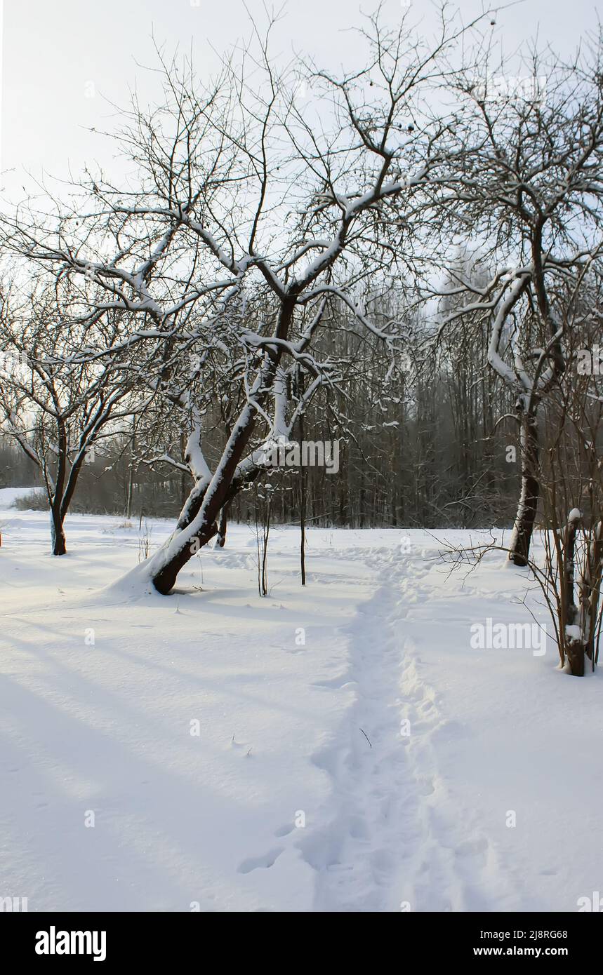 Winter nature details Stock Photo - Alamy