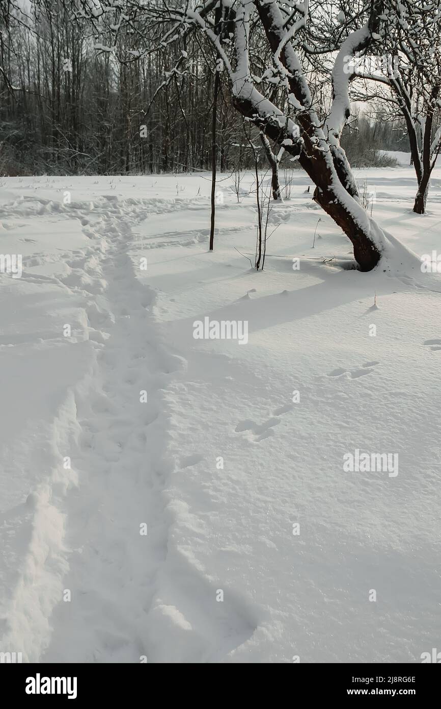 Winter nature details Stock Photo - Alamy