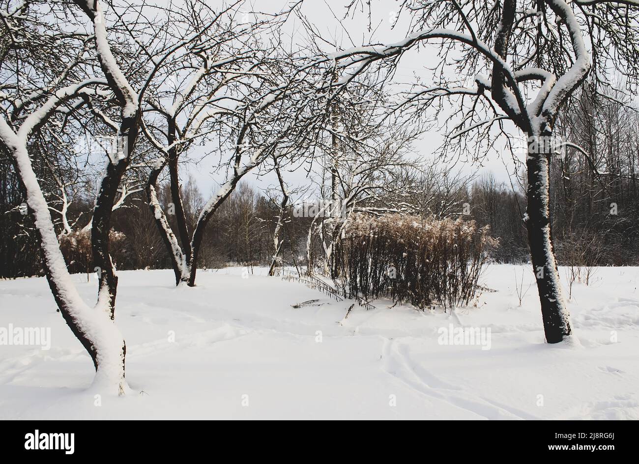 Winter nature details Stock Photo - Alamy