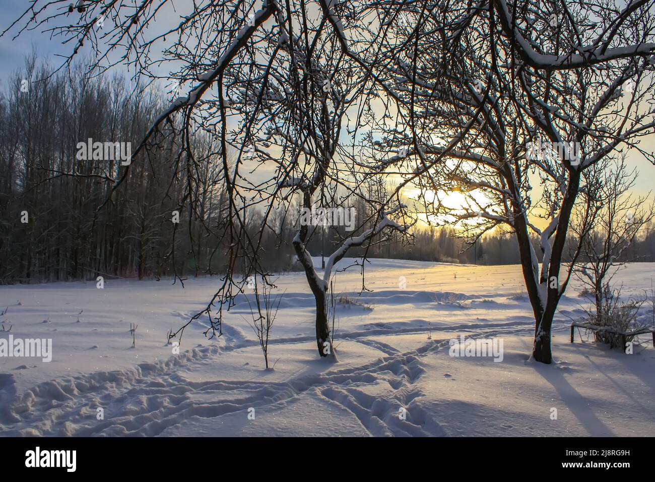 Winter nature details Stock Photo - Alamy