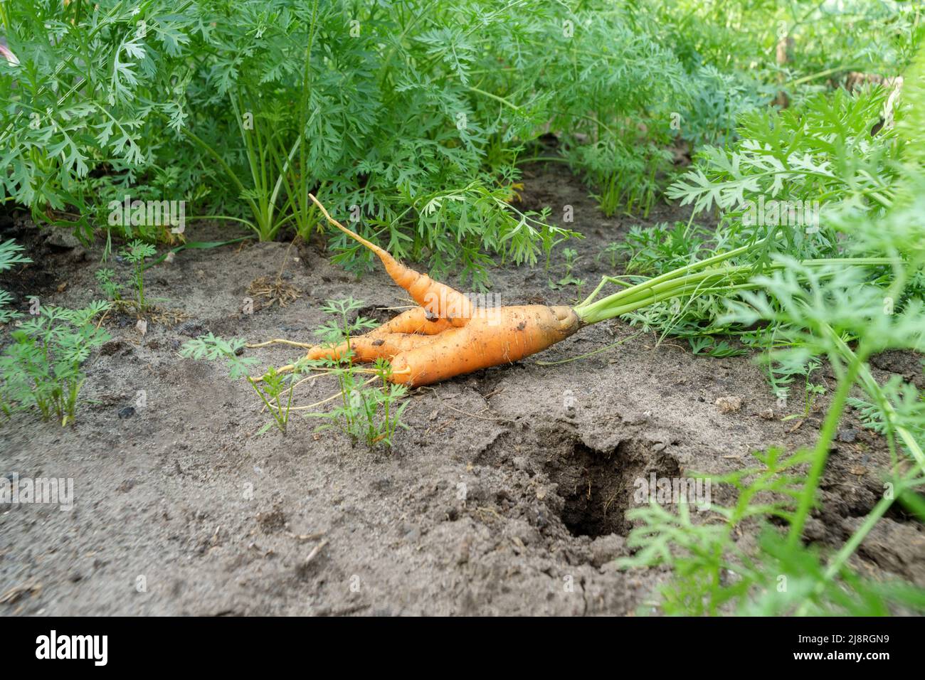 Crop of ugly carrots close up in the garden. Natural and organic ...