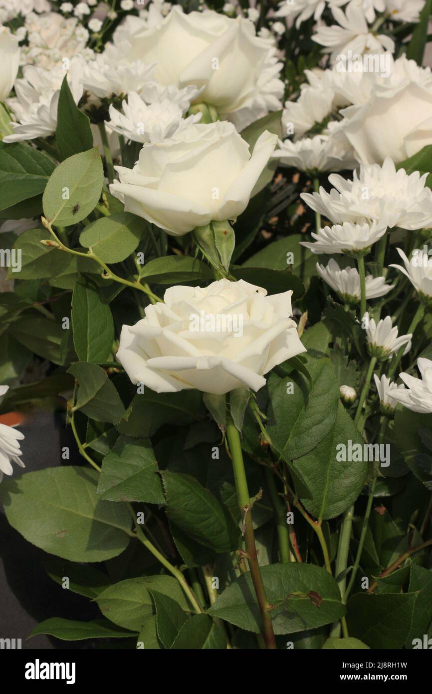Beautiful gorgeous bouquet of fresh white roses and flowers in full ...