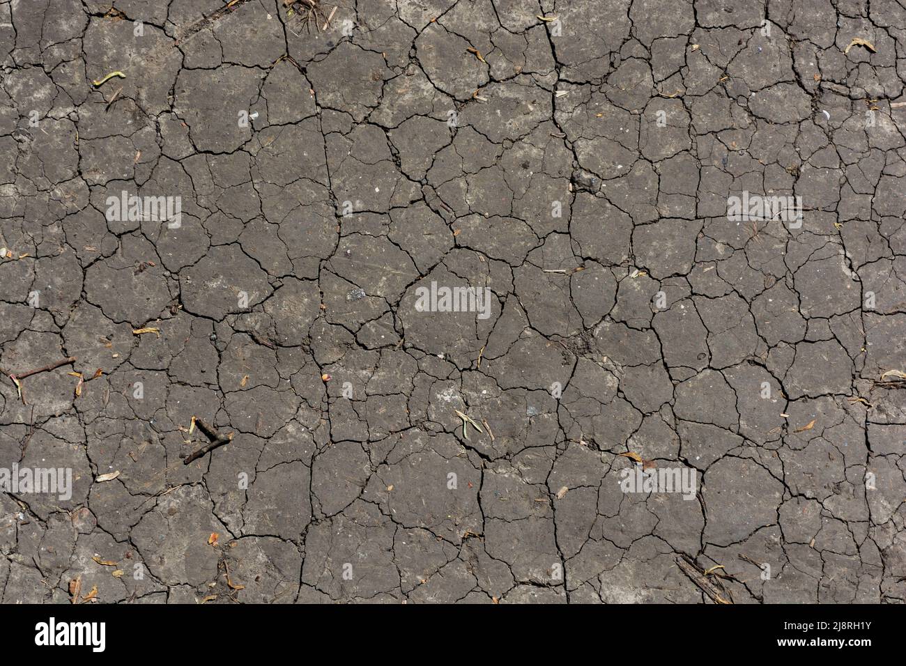 Background of dry, cracked dark ground with small dry leaves and ...