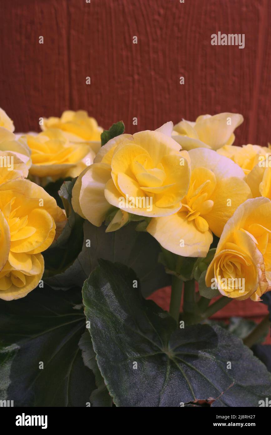 Beautiful gorgeous bouquet of fresh yellow roses and flowers in full ...