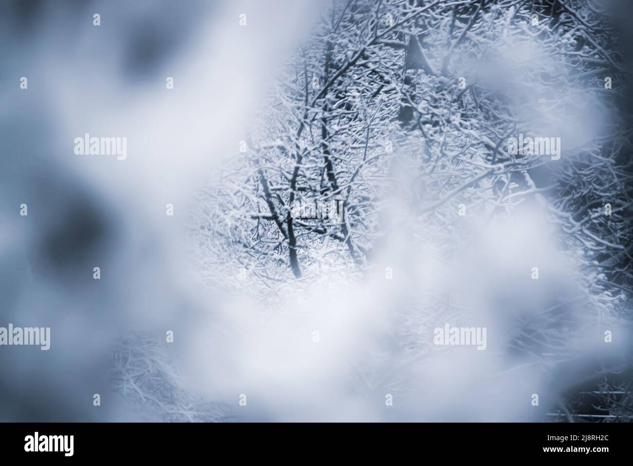 Winter nature details Stock Photo - Alamy