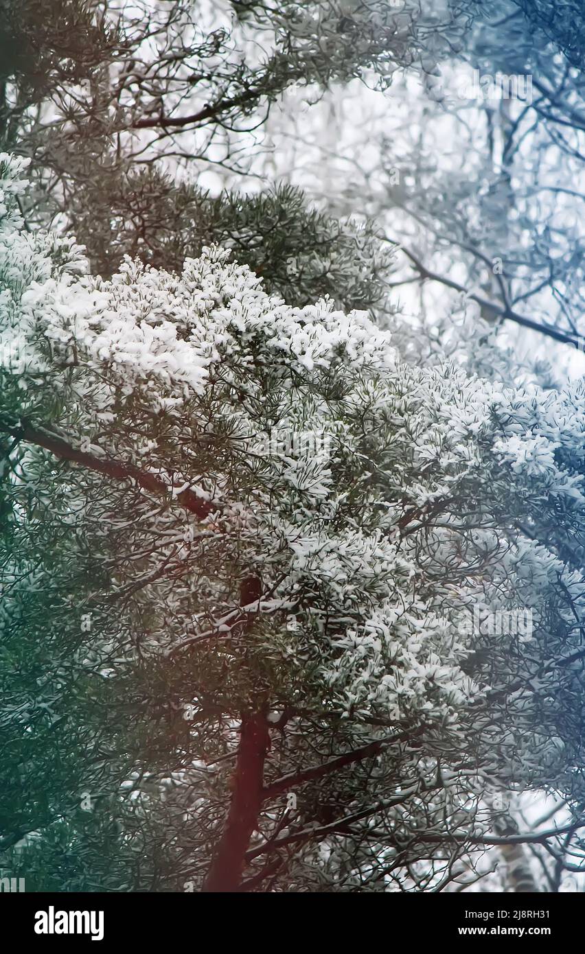 Winter nature details Stock Photo - Alamy