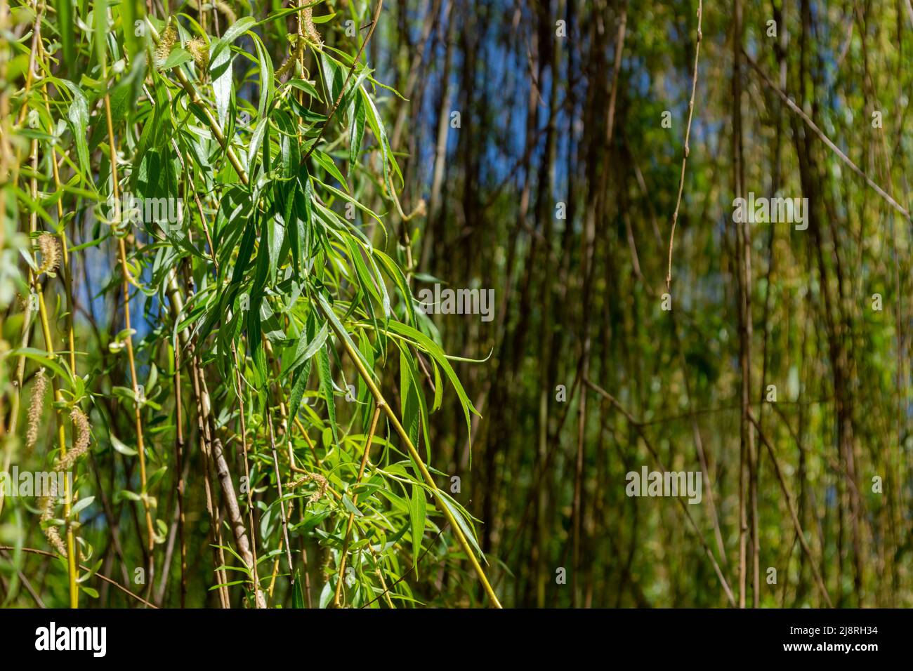 Typical of willow species hi-res stock photography and images - Alamy