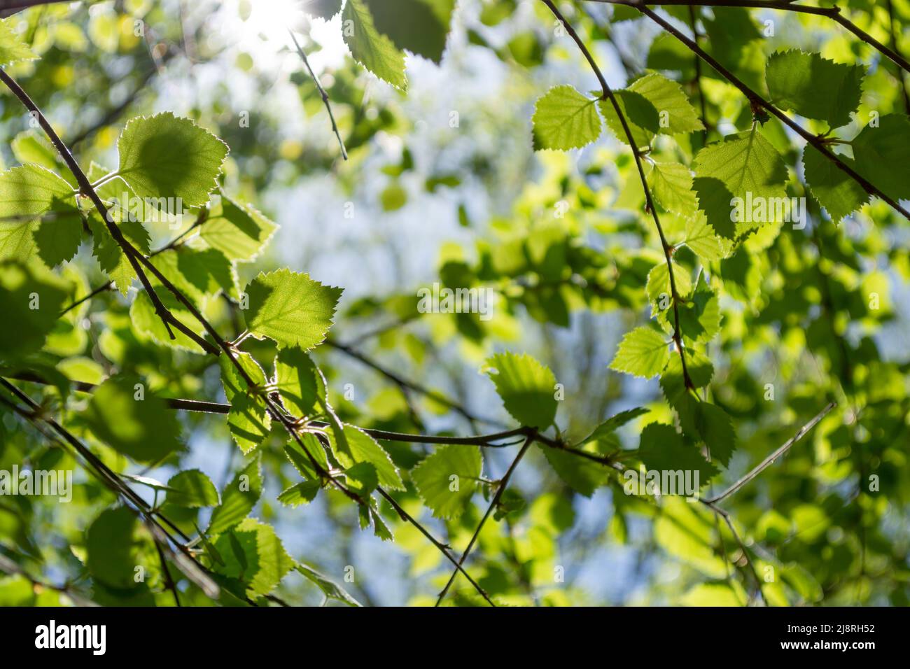 Green juicy birch leaves. Sunlight beats through branches and greenery ...