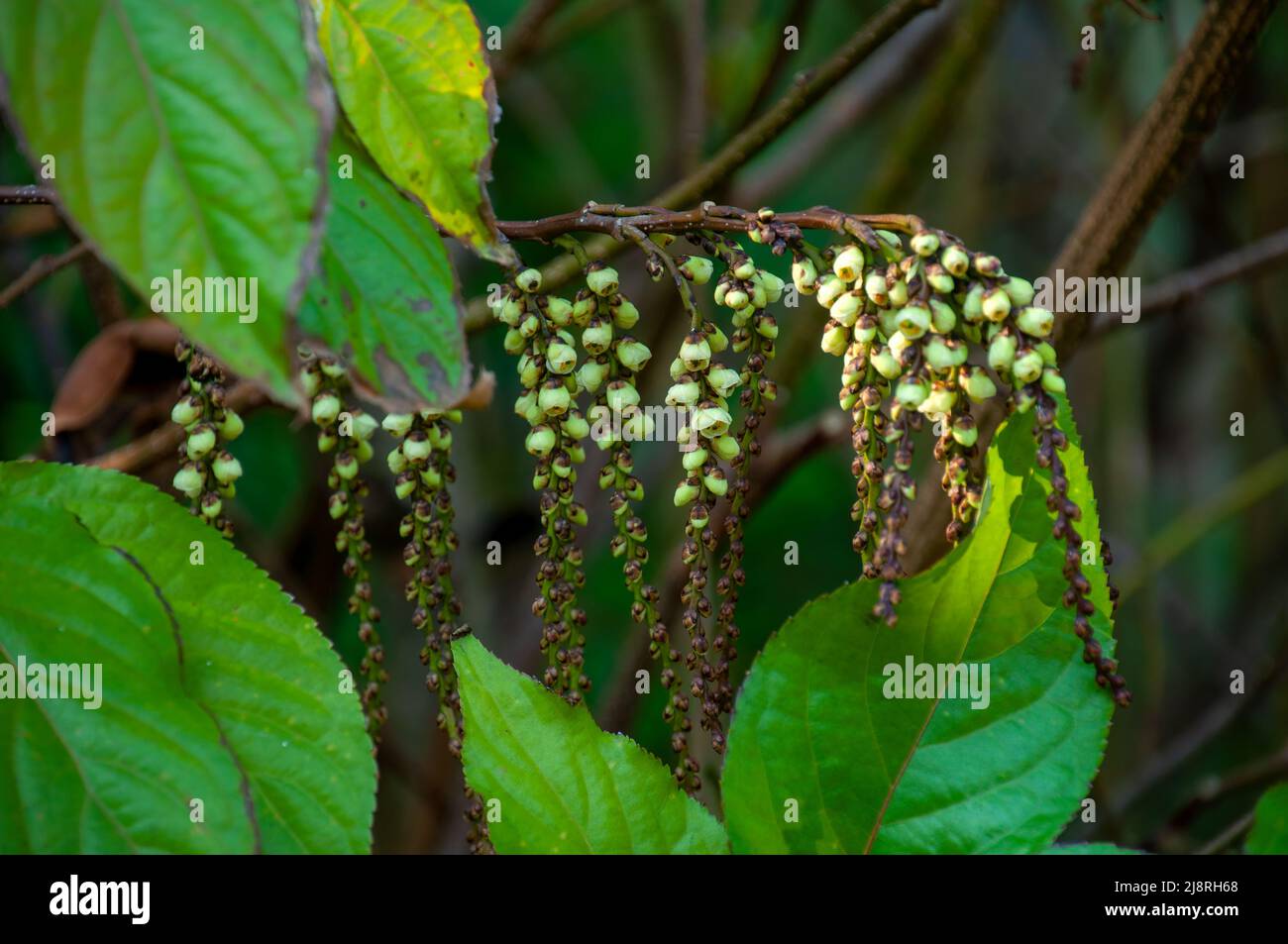 Sydney Australia, suspended flower strings of a stachyurus praecox or ...