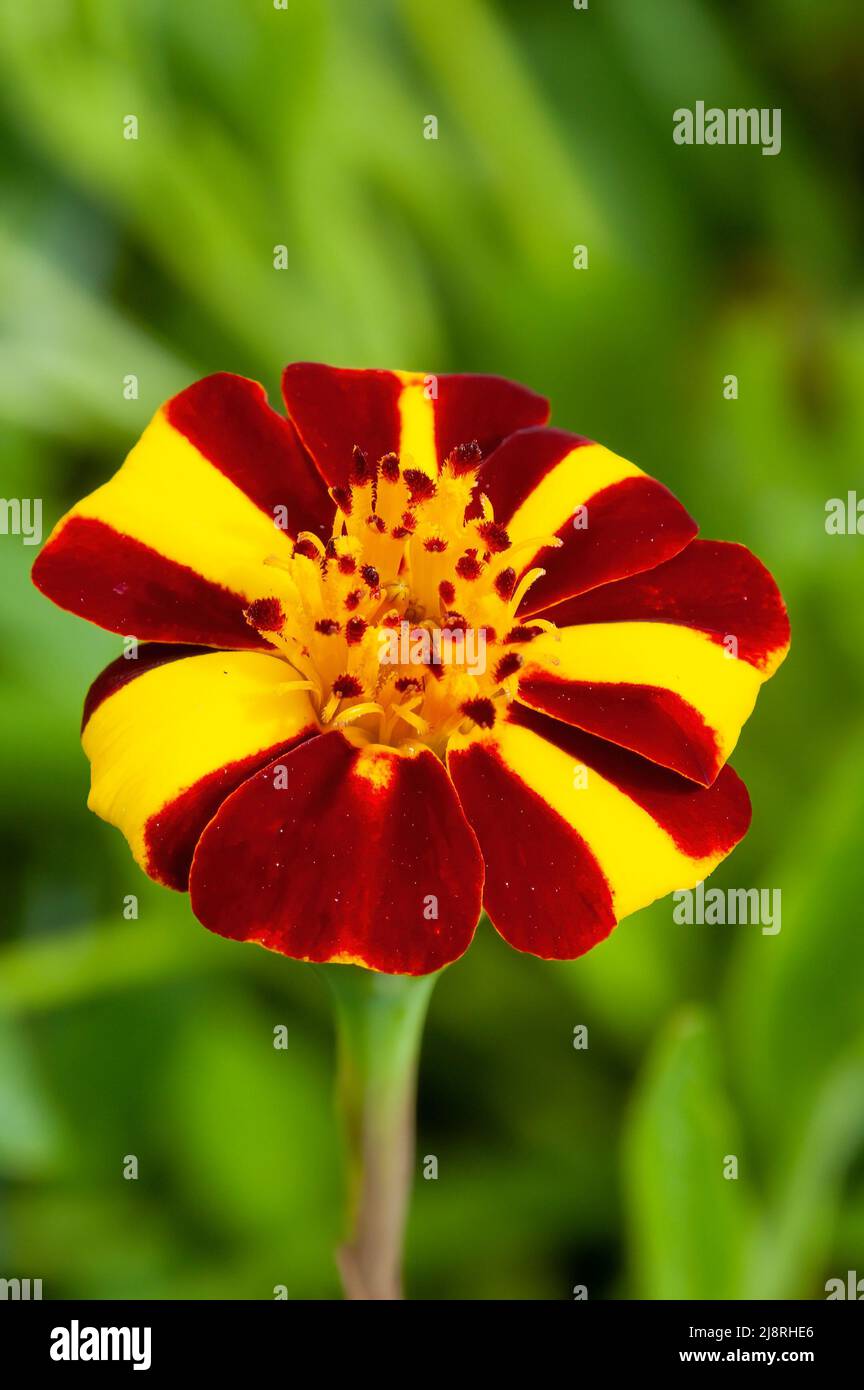 Sydney Australia, close-up of a red and yellow striped french marigold ...